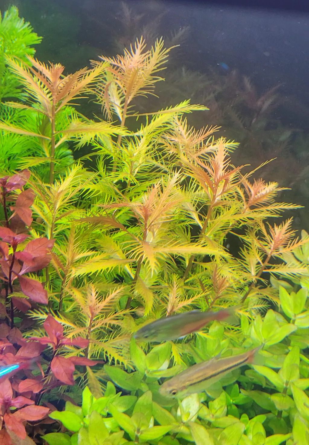 Proserpinaca Palustris / Mermaid Weed | APF Aquarium Plants Factory®