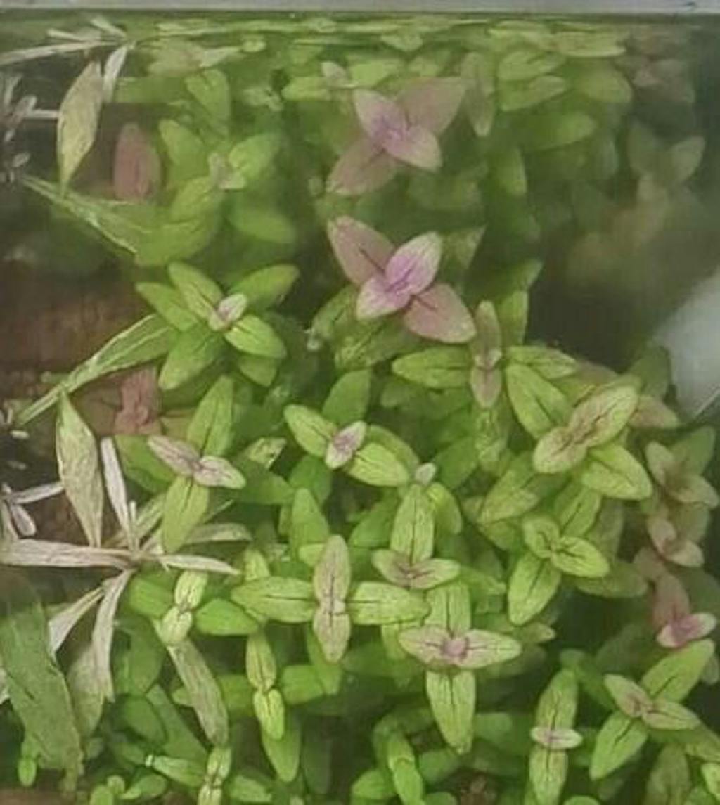 Bacopa Salzmannii Purple | APF Aquarium Plants Factory®