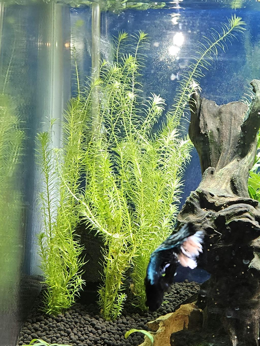 Mayaca Fluviatilis | APF Aquarium Plants Factory®
