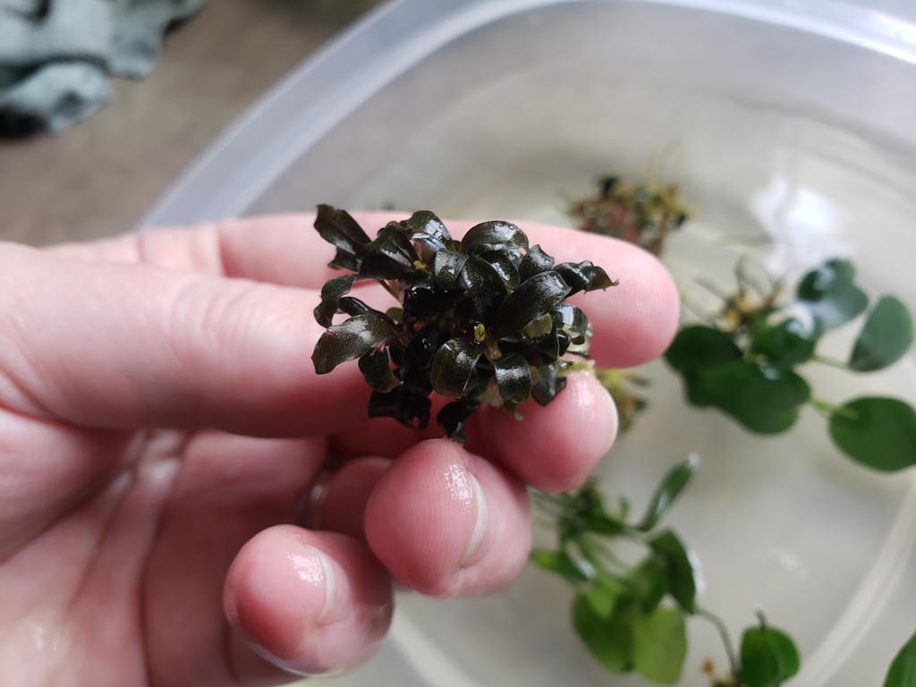 Bucephalandra Red Mini | APF Aquarium Plants Factory®