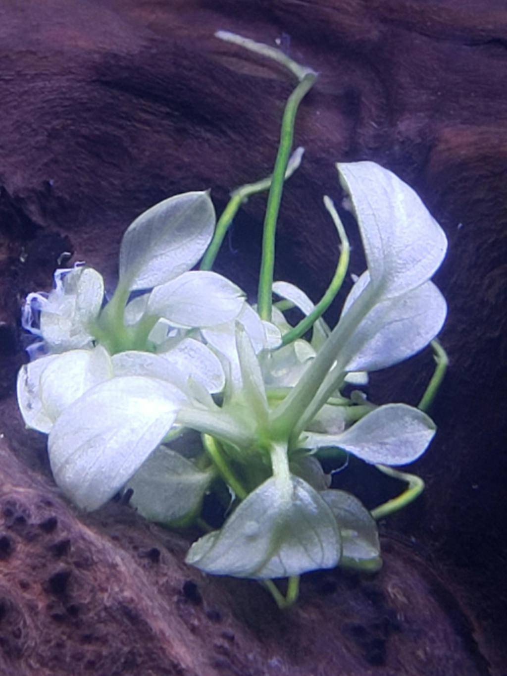 Anubias Marble White Nano Tissue Culture | APF Aquarium Plants Factory