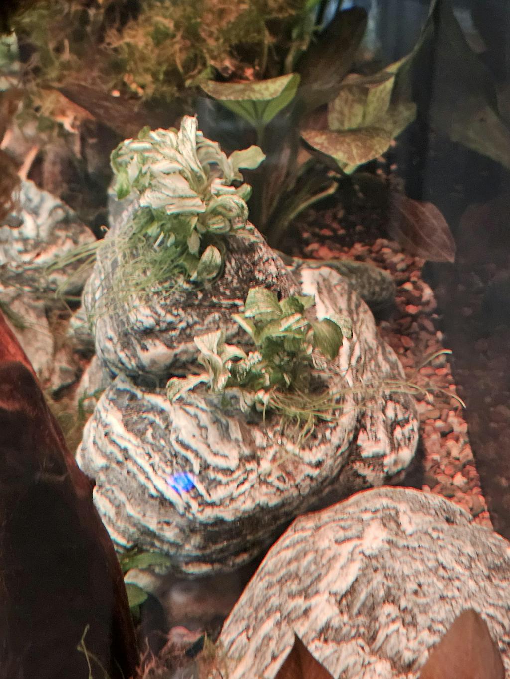 Bucephalandra White Marble Variegated APF Aquarium Plants Factory®