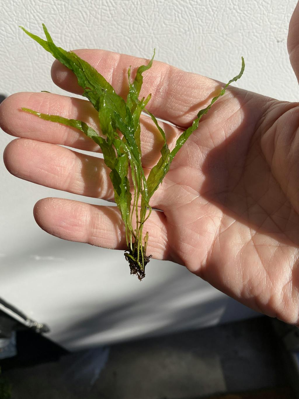 Java Fern Petite | Microsorum Pteropus Petite Aquarium Plants Factory