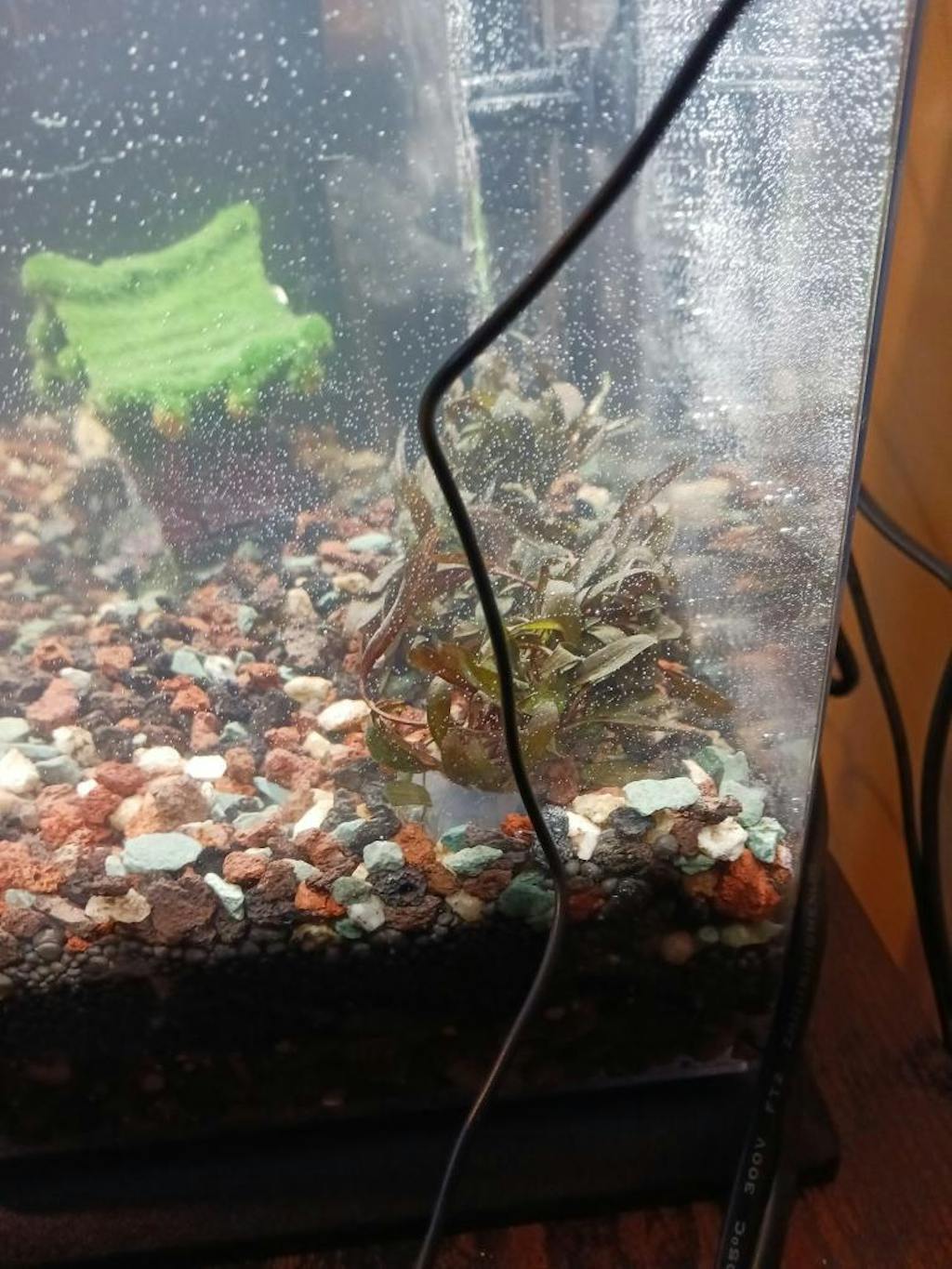 Cryptocoryne Axelrodi Tissue Culture | APF Aquarium Plants Factory®