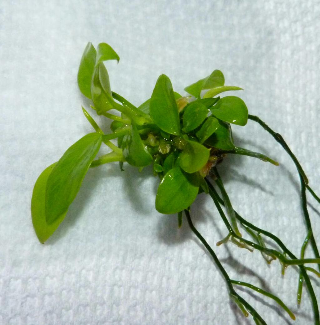 Anubias Golden Mini Size | APF Aquarium Plants Factory®