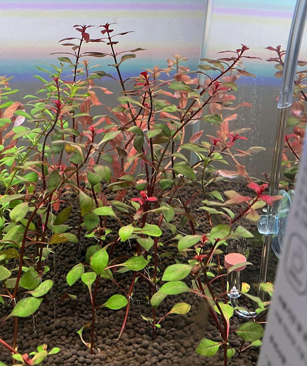 Ludwigia Super Red Mini | APF Aquarium Plants Factory®