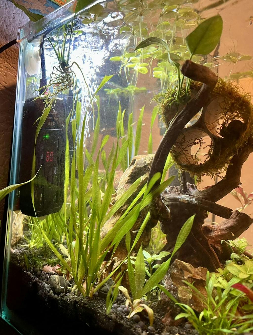 Vallisneria Contortionist Corkscrew Val | APF Aquarium Plants Factory