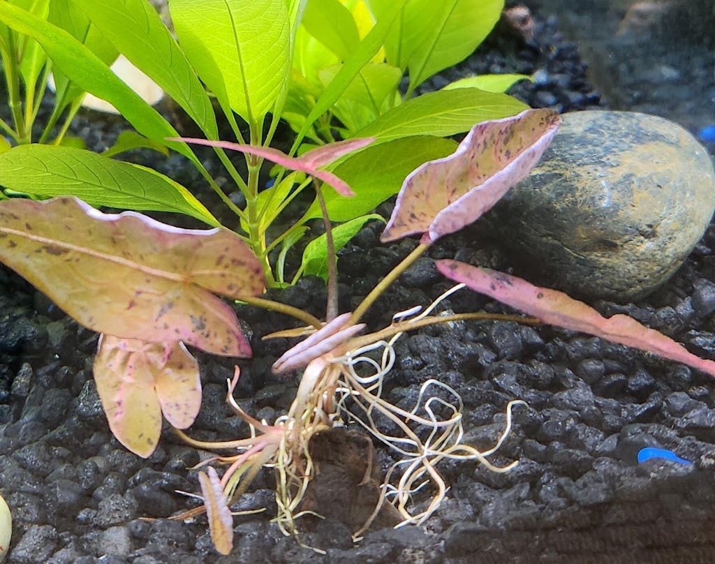 Nymphaea Zenkeri / Red Tiger Lotus APF Aquarium Plants Factory®