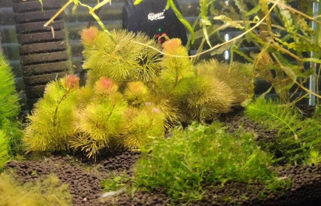 Subwassertang Round Pellia Moss APF Aquarium Plants Factory®