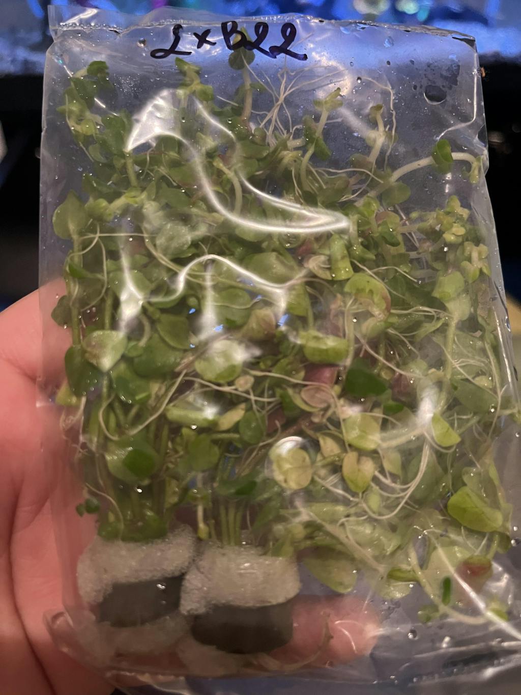 Bacopa Australis | APF Aquarium Plants Factory®