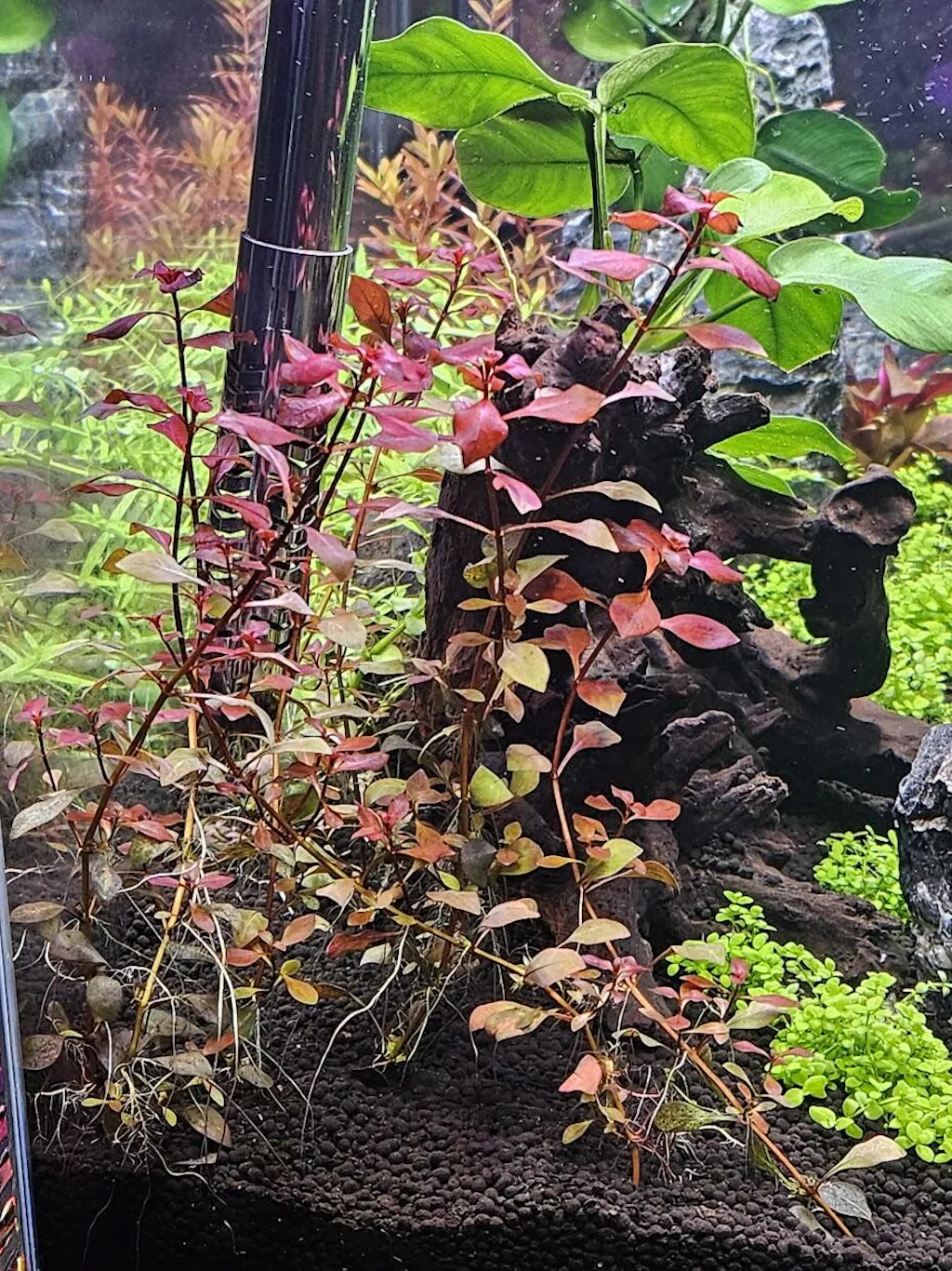 Ludwigia Super Red Mini | APF Aquarium Plants Factory®