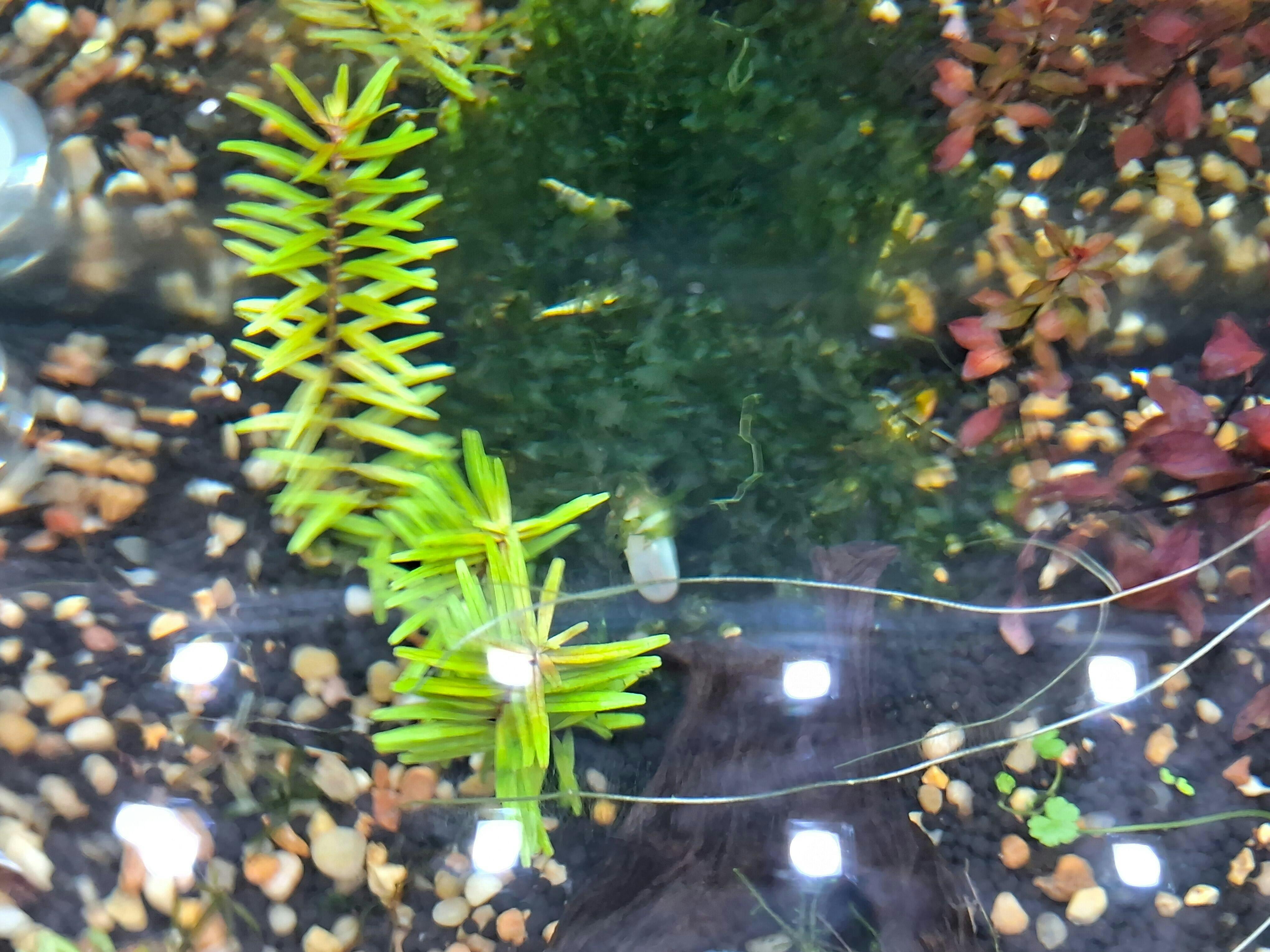 Subwassertang Round Pellia Moss APF Aquarium Plants Factory®