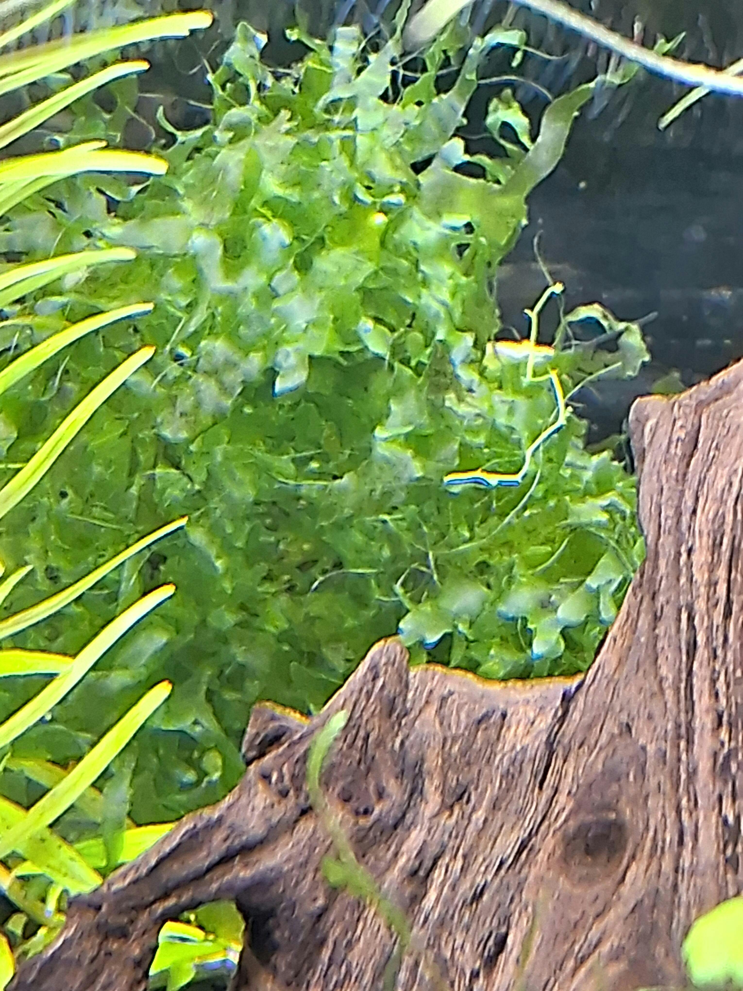 Subwassertang Round Pellia Moss APF Aquarium Plants Factory®