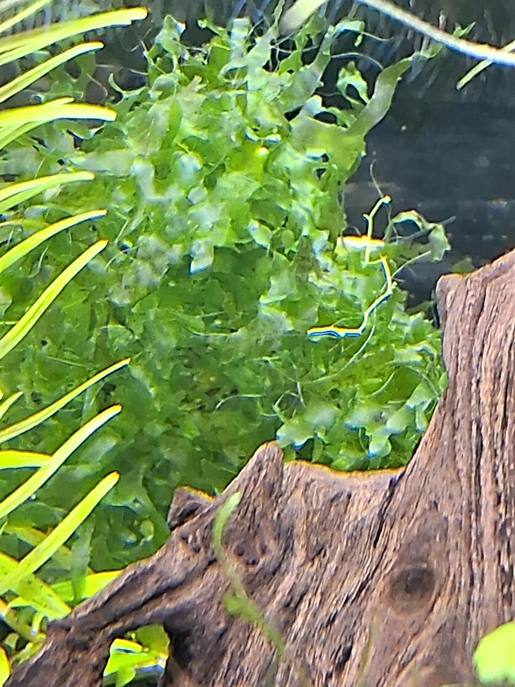 Subwassertang Round Pellia Moss APF Aquarium Plants Factory®