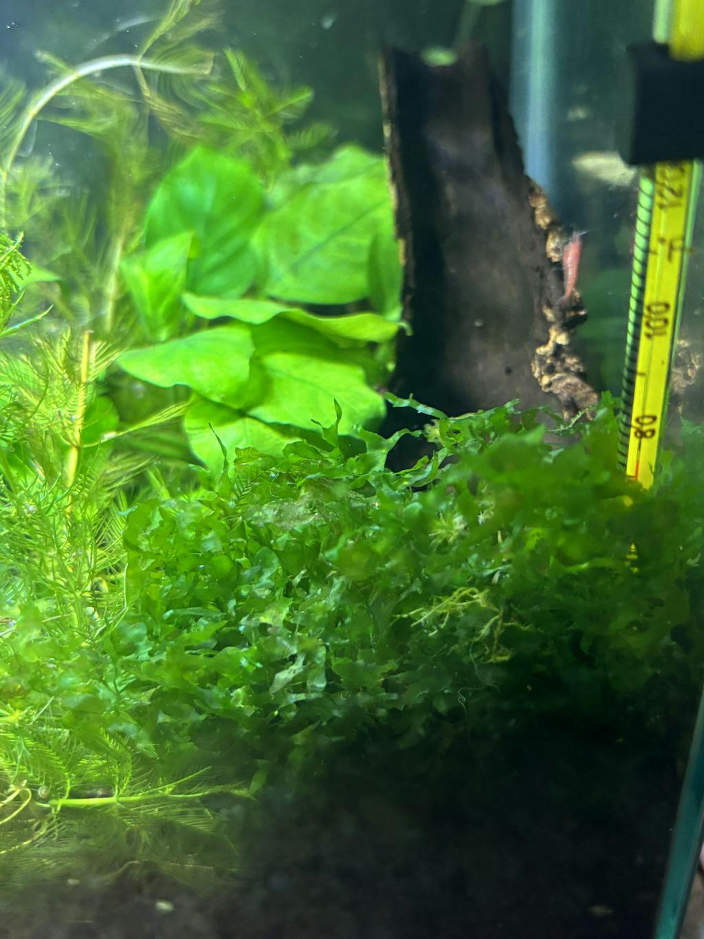 Subwassertang Round Pellia Moss APF Aquarium Plants Factory®