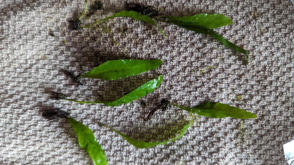 Java Fern Petite | Microsorum Pteropus Petite Aquarium Plants Factory