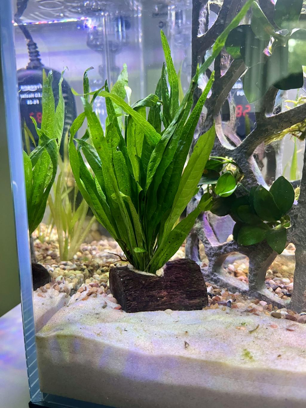 Java Fern on Driftwood | APF Aquarium Plants Factory®