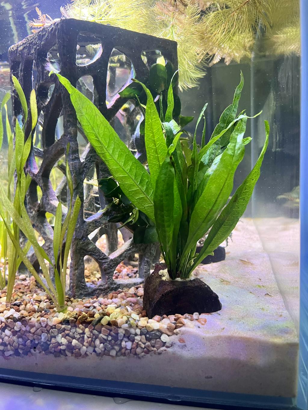 Java Fern on Driftwood | APF Aquarium Plants Factory®