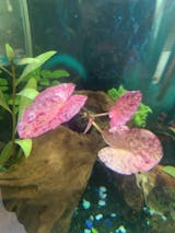 Nymphaea Zenkeri / Red Tiger Lotus APF Aquarium Plants Factory®