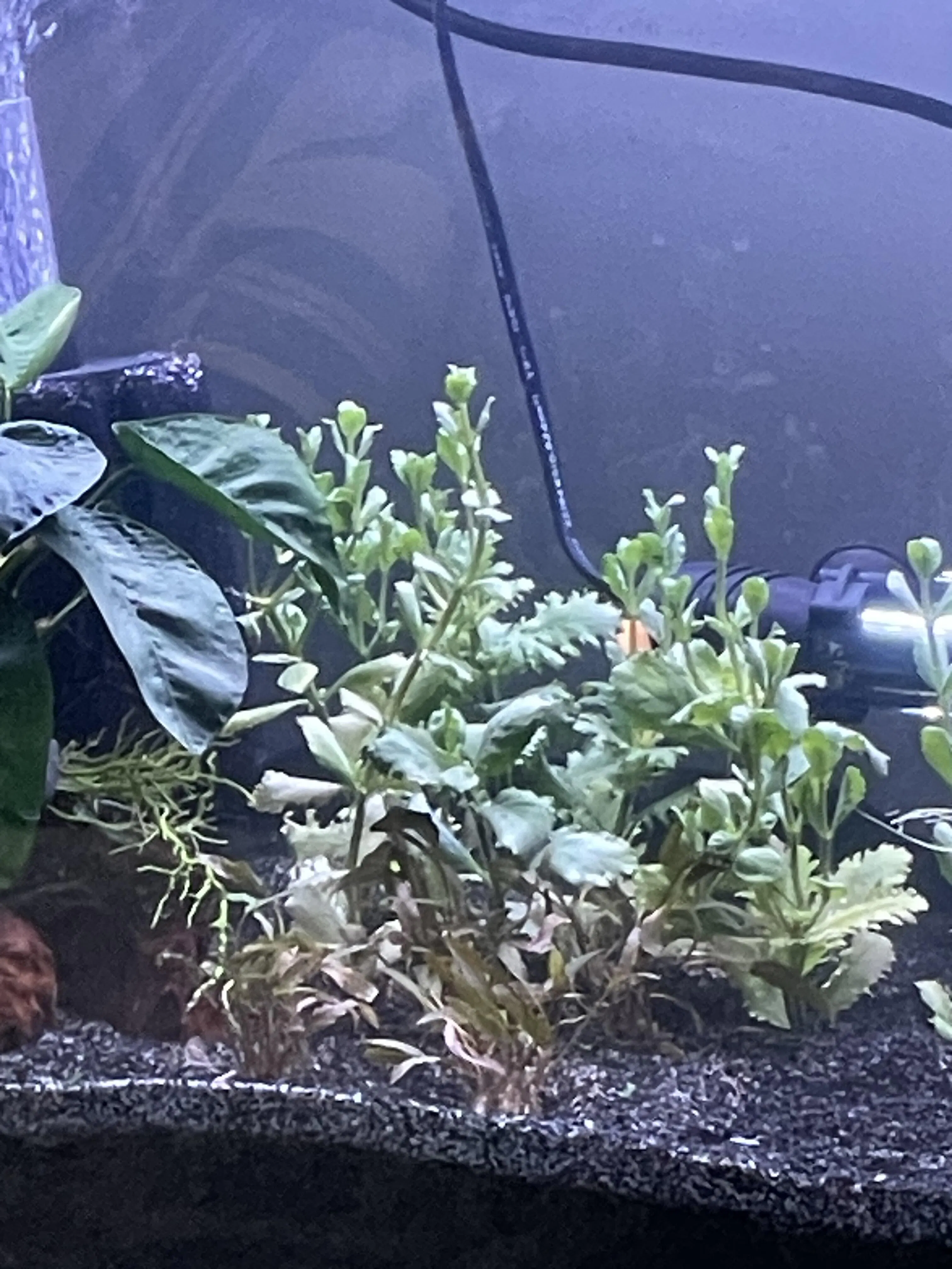 Hygrophila Difformis Water Wisteria APF Aquarium Plants Factory®
