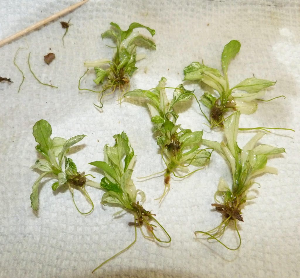 Bucephalandra White Marble Variegated APF Aquarium Plants Factory®