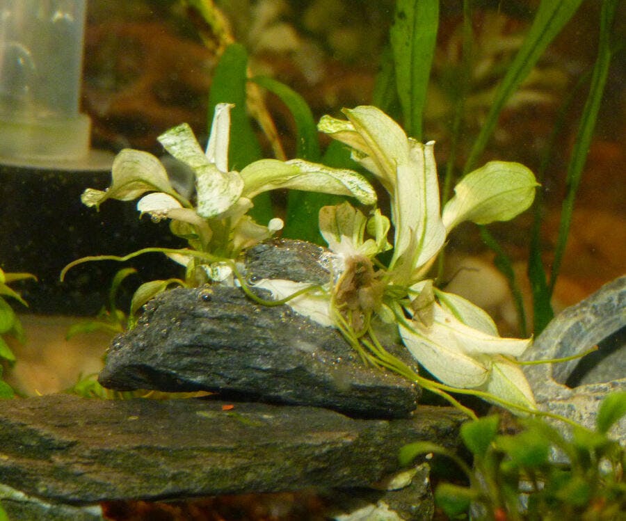 Bucephalandra White Marble Variegated APF Aquarium Plants Factory®