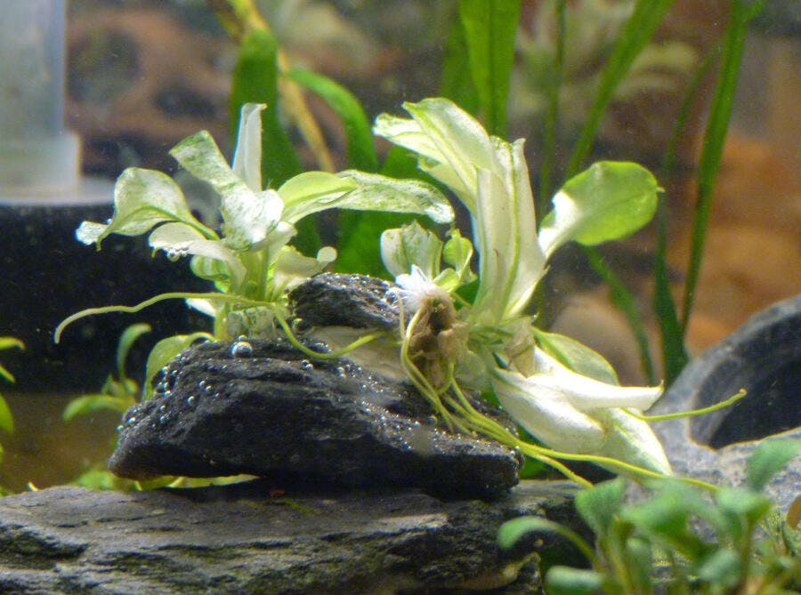 Bucephalandra White Marble Variegated APF Aquarium Plants Factory®