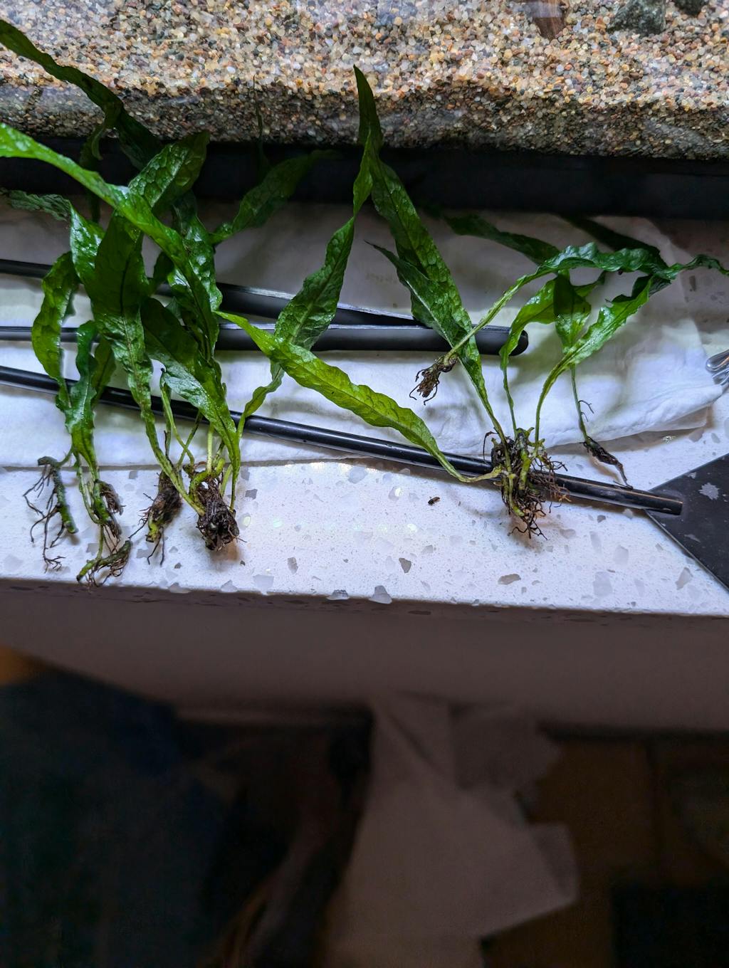 Java Fern Petite | Microsorum Pteropus Petite Aquarium Plants Factory