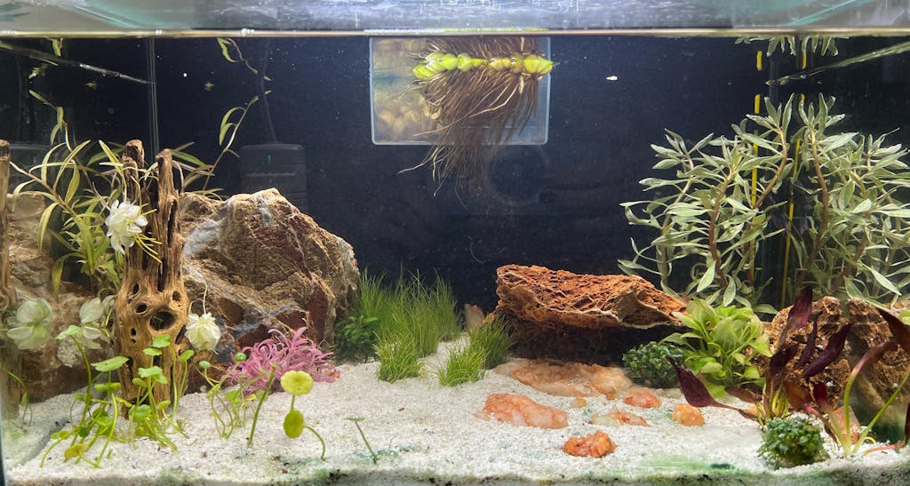 Cryptocoryne petchii 'Pink' APF Aquarium Plants Factory®