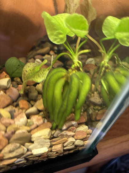 Banana Plant Aquarium Banana Lily Plant (Nymphoides Aquatica) | Windy