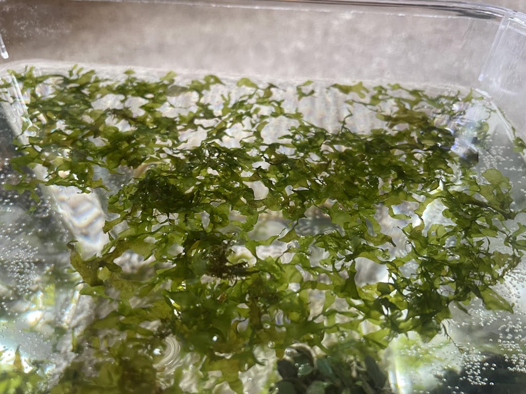 Subwassertang Round Pellia Moss APF Aquarium Plants Factory®