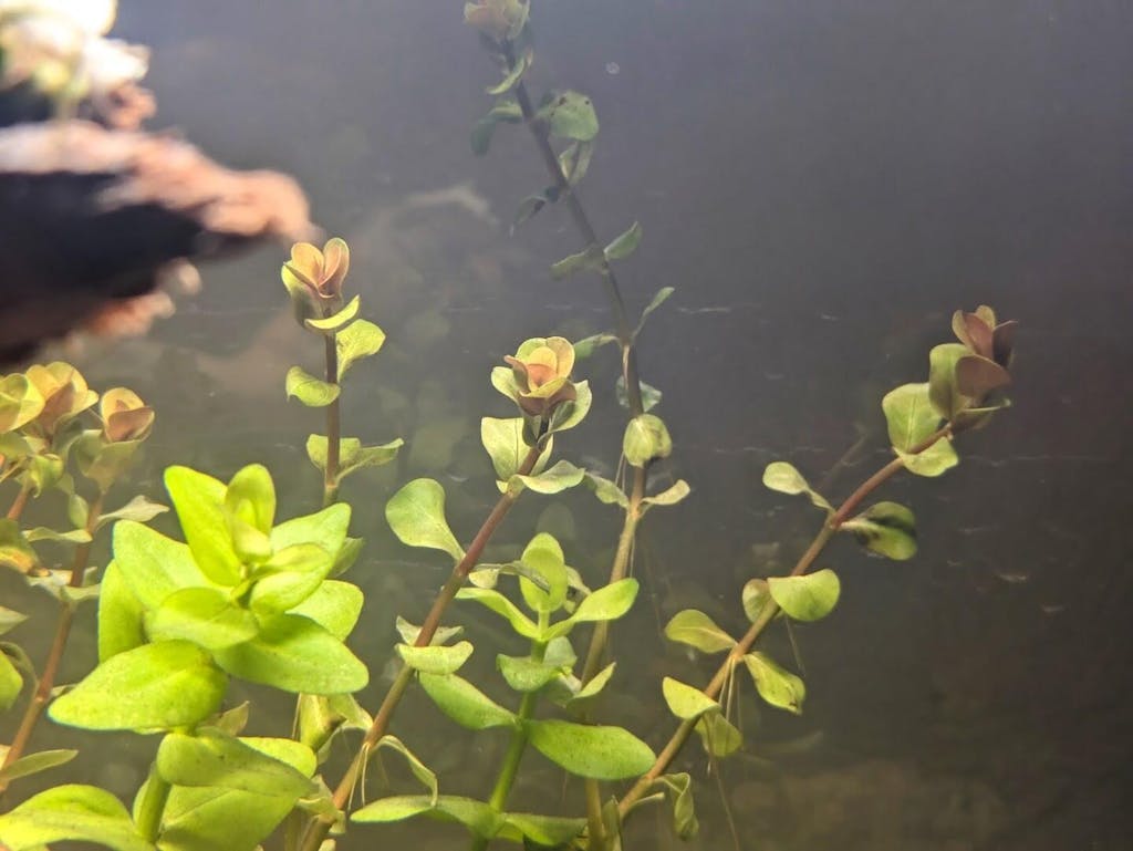 Bacopa Caroliniana Lemon Bacopa APF Aquarium Plants Factory®