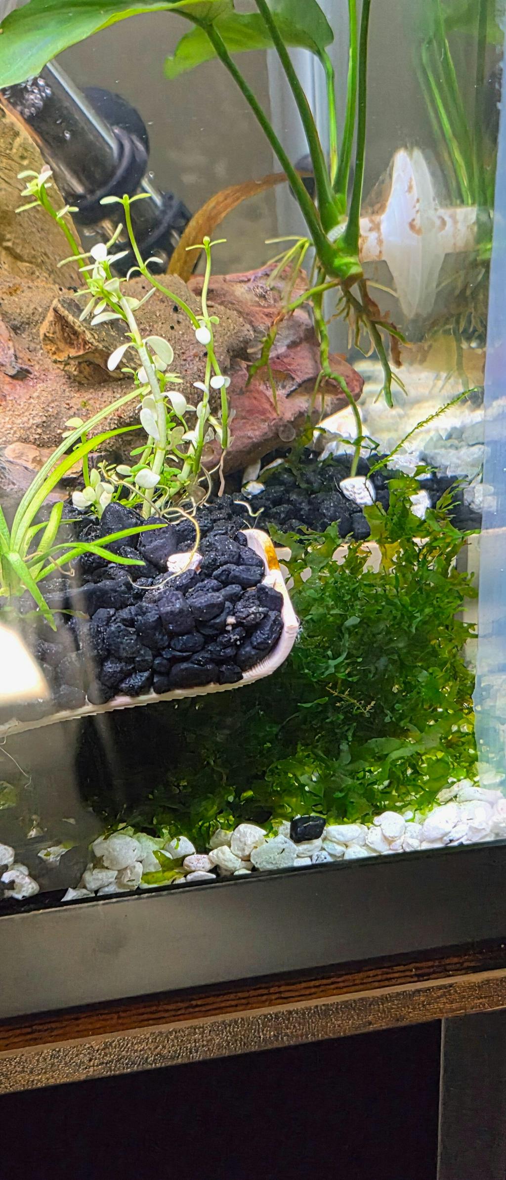 Subwassertang Round Pellia Moss APF Aquarium Plants Factory®