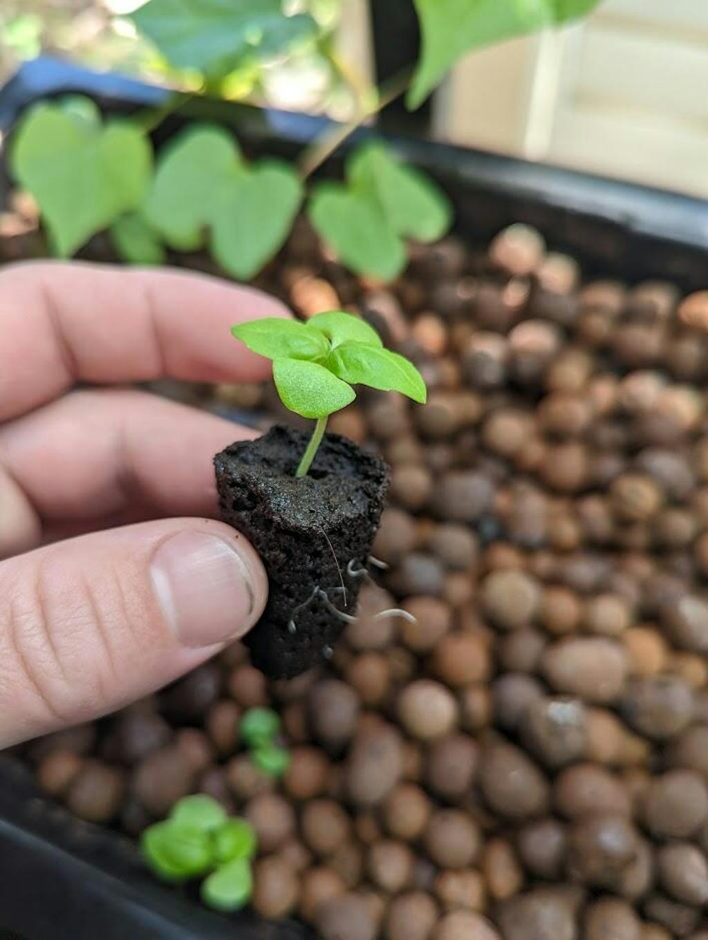 AquaSprouts Aqua Grow Plugs, Hydroponics/Aquaponics Grow Sponges, Ideal ...