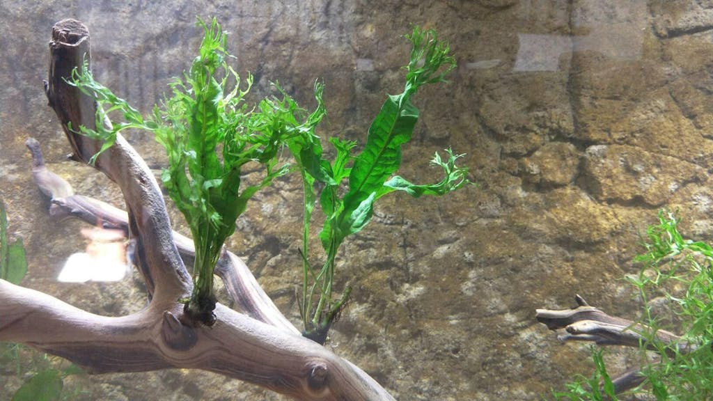 Java Fern 'Windelov' (Lacey Java Fern)