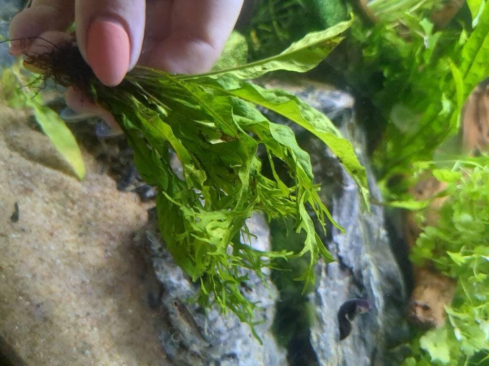 Java Fern 'Windelov' (Lacey Java Fern) | AquaticMotiv