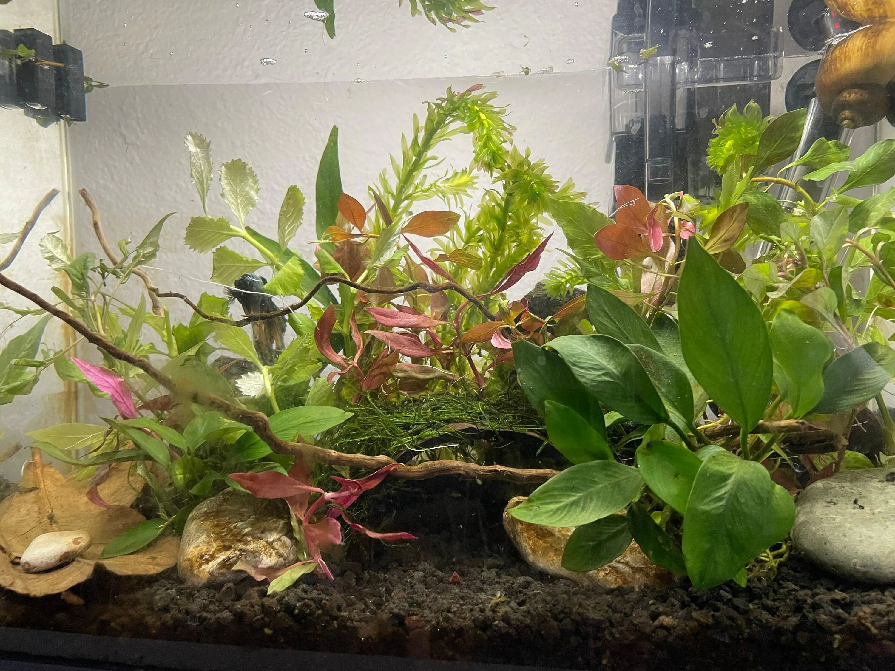 Christmas Moss on Coconut Shell Bridge | AquaticMotiv