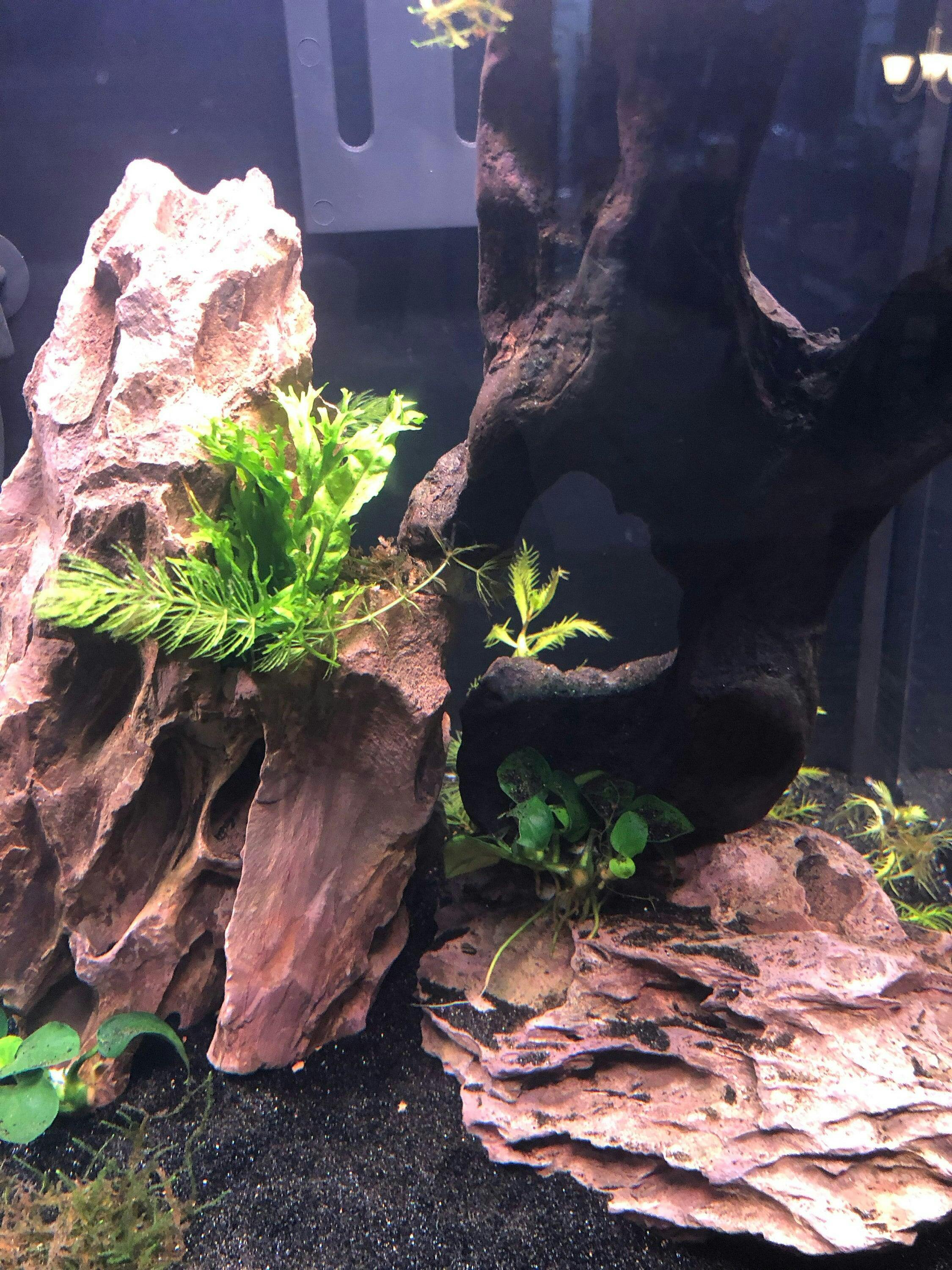 Java Fern 'Windelov' (Lacey Java Fern) | AquaticMotiv