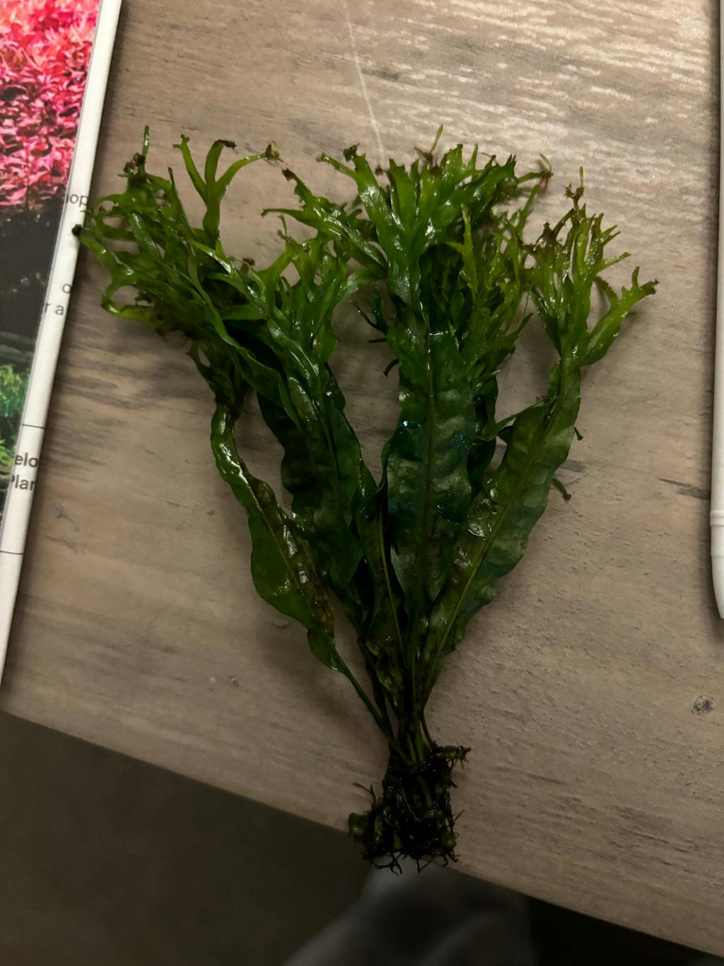 Java Fern 'Windelov' (Lacey Java Fern) | AquaticMotiv