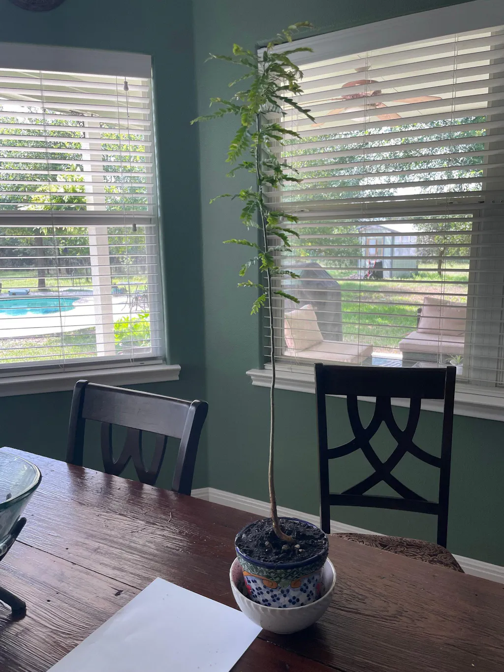 Thornless Honey Locust Tree – Ardent Gardeners