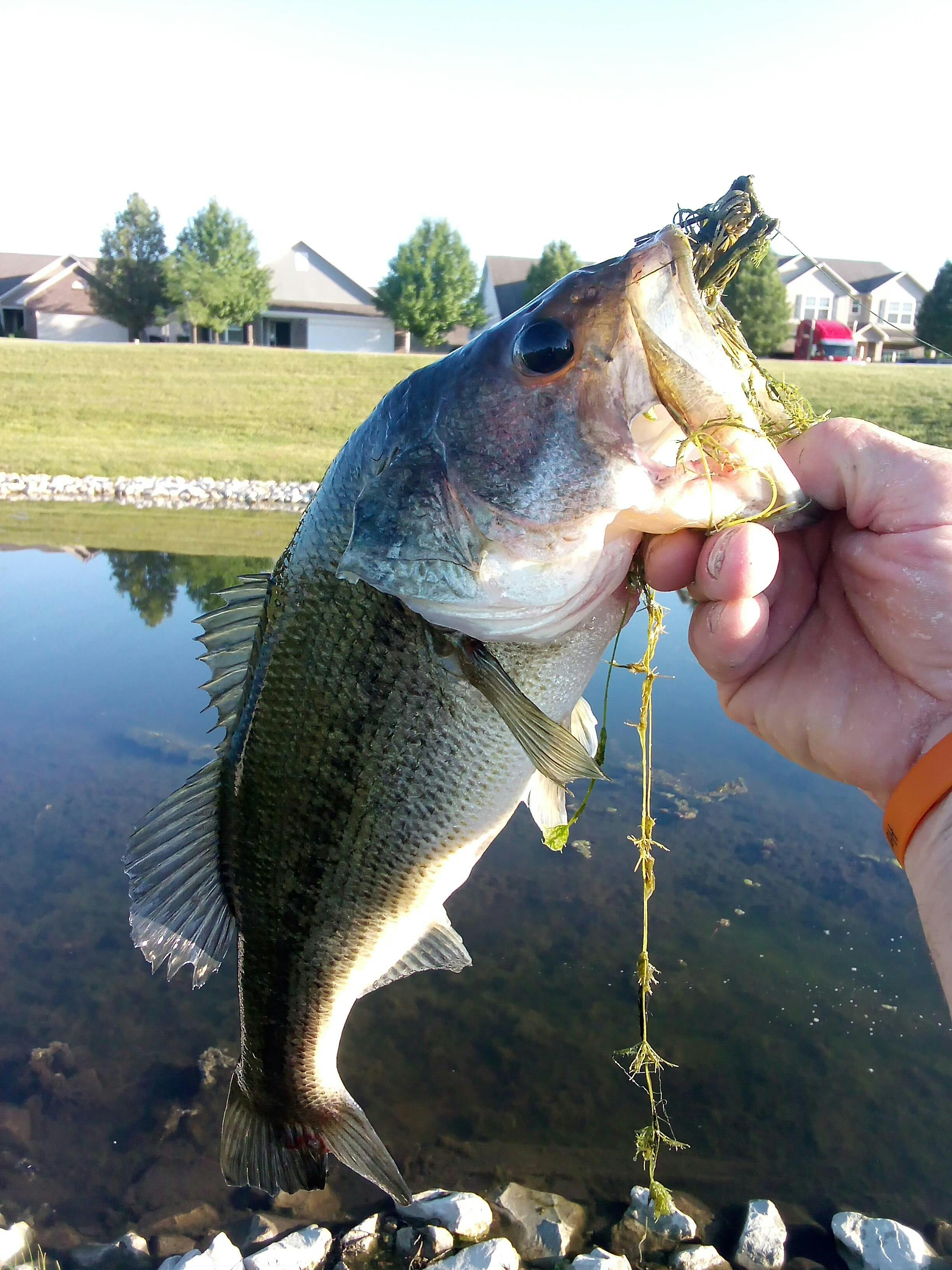 🆕Gravity BFS – ARKFishing