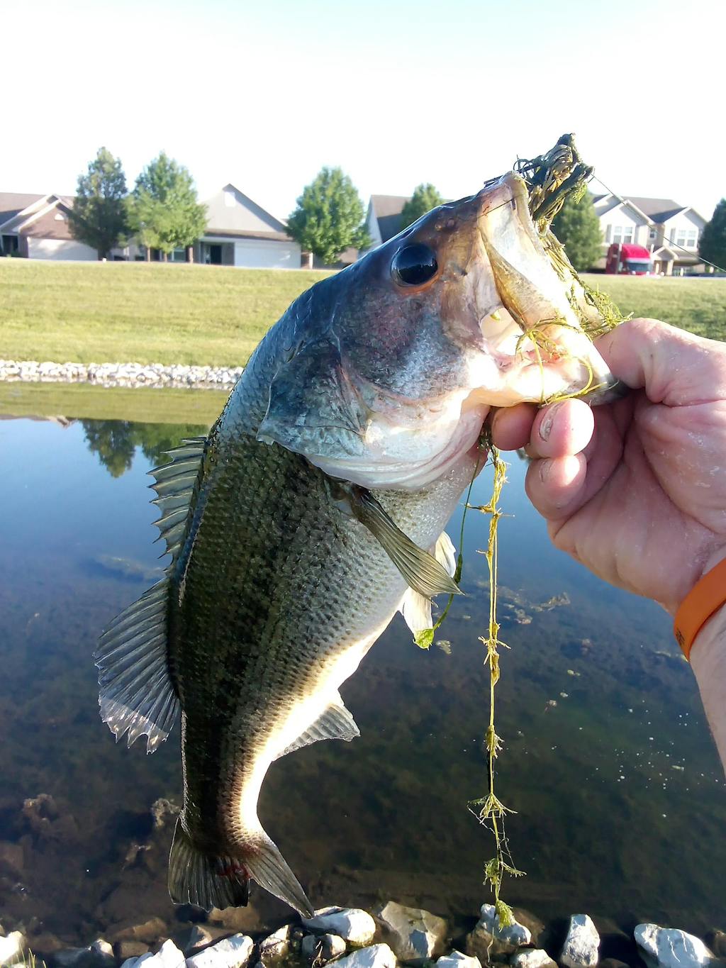 🆕Gravity BFS – ARKFishing