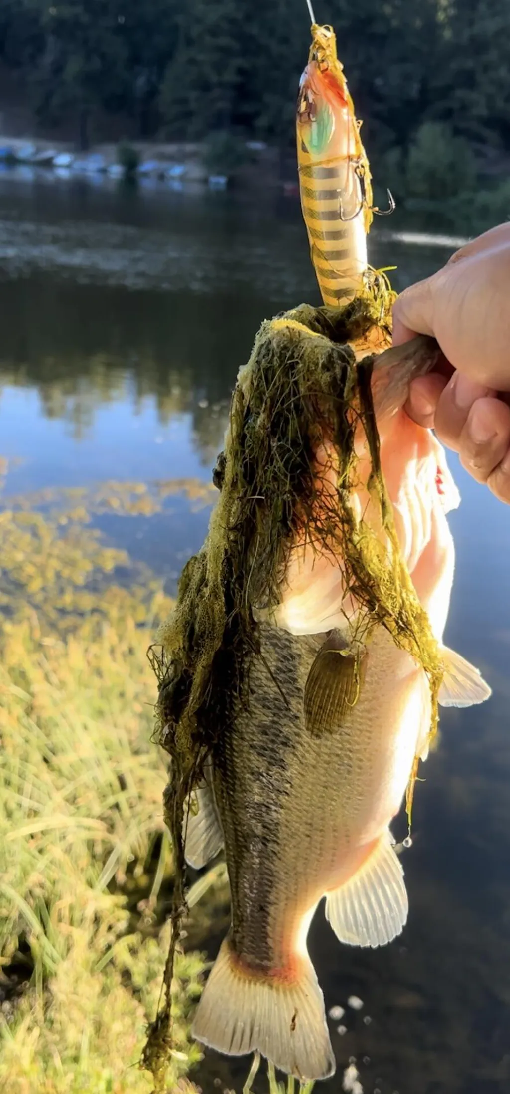 Outlaw Topwater Walking Bait – ARKFishing