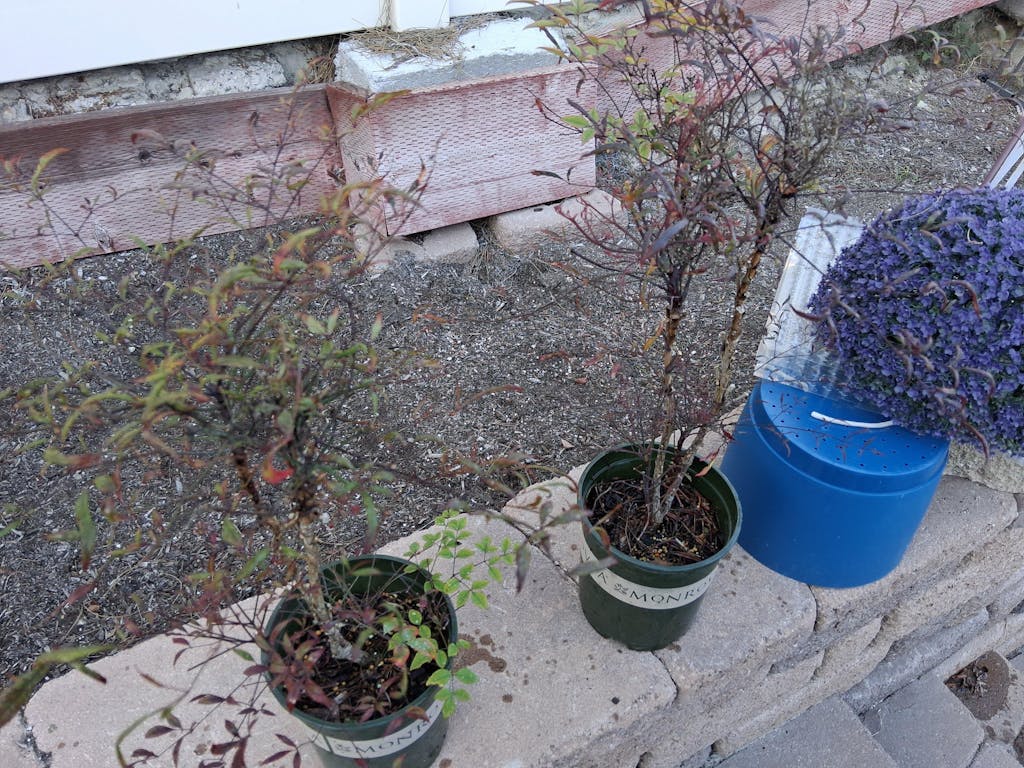 Icee Blue® Yellow-Wood - Monrovia – Armstrong Garden Centers