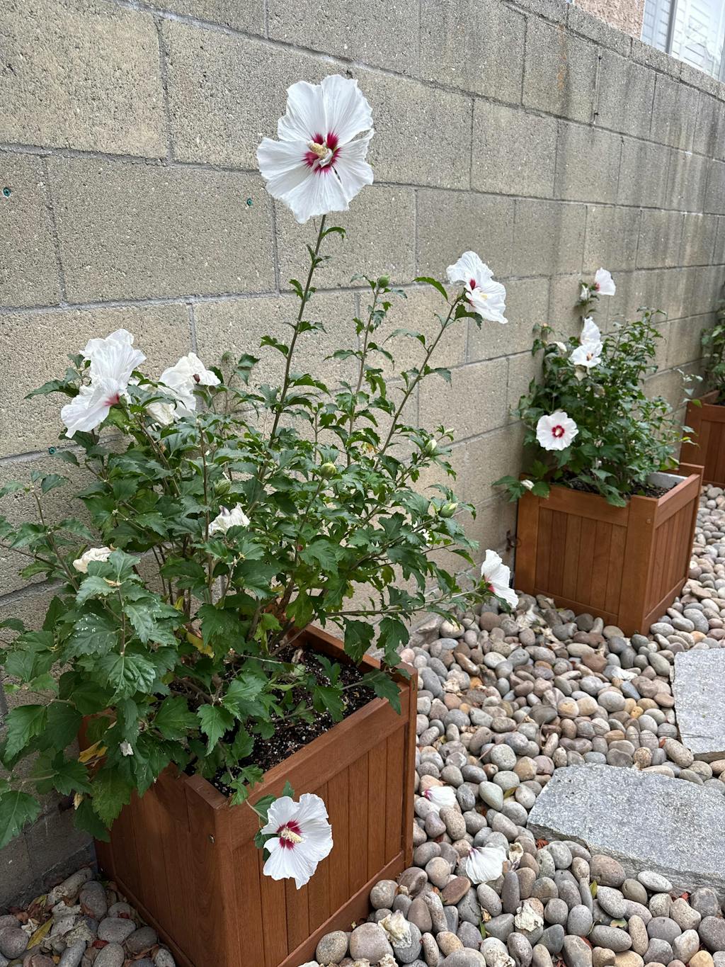 White Bower Vine - Monrovia – Armstrong Garden Centers