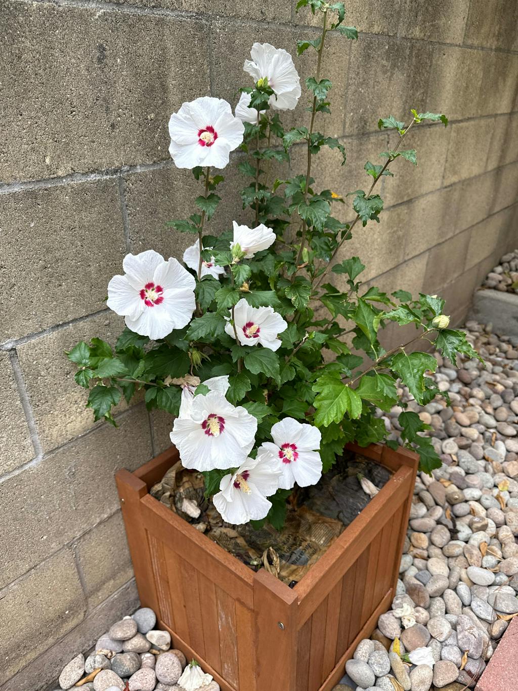 White Bower Vine - Monrovia – Armstrong Garden Centers