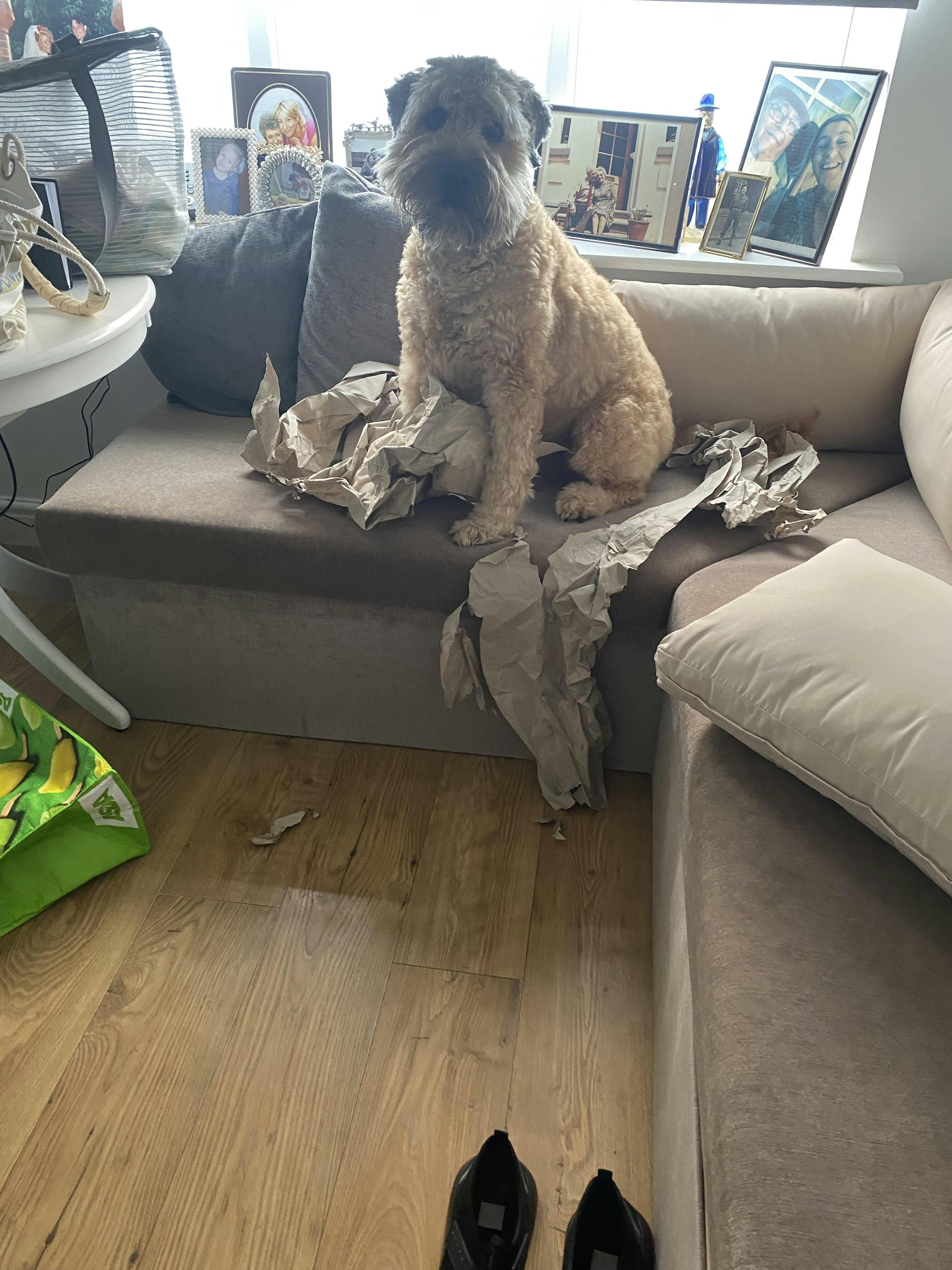 Dermacton Spray for Itchy Dogs – Aromesse