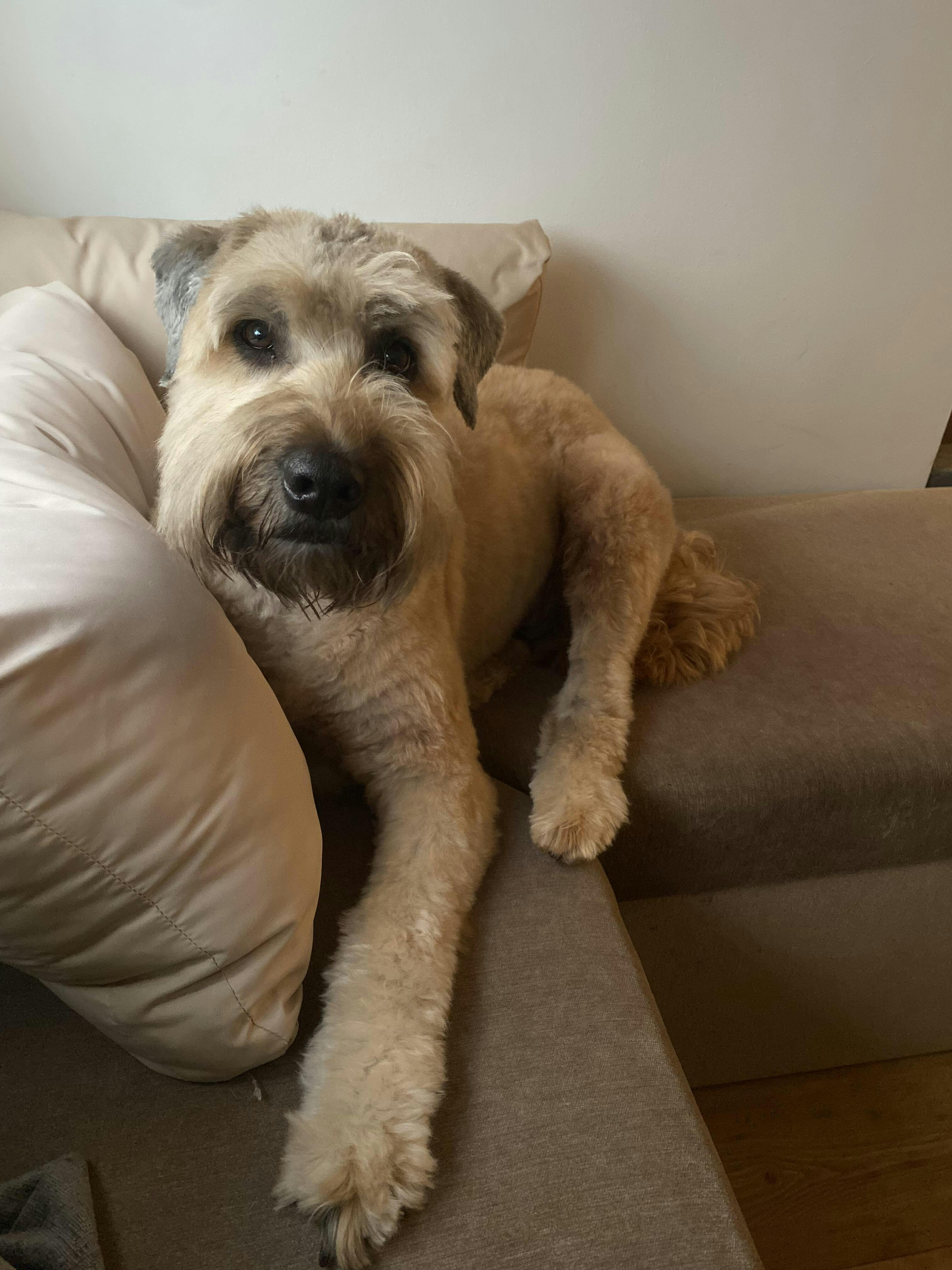 Dermacton Spray for Itchy Dogs – Aromesse