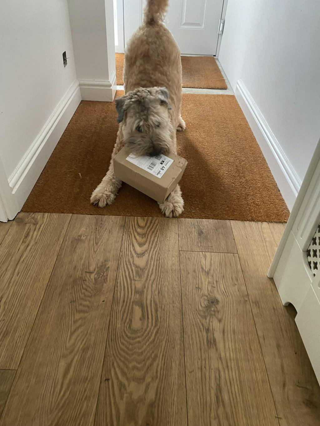 Dermacton Spray for Itchy Dogs – Aromesse