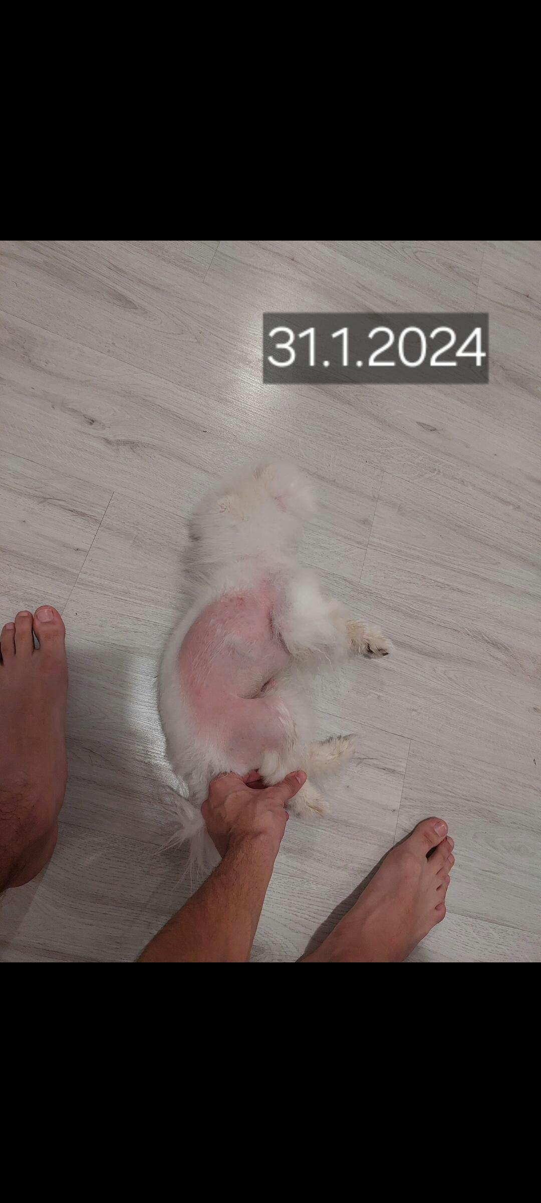 Dermacton Spray for Itchy Dogs – Aromesse